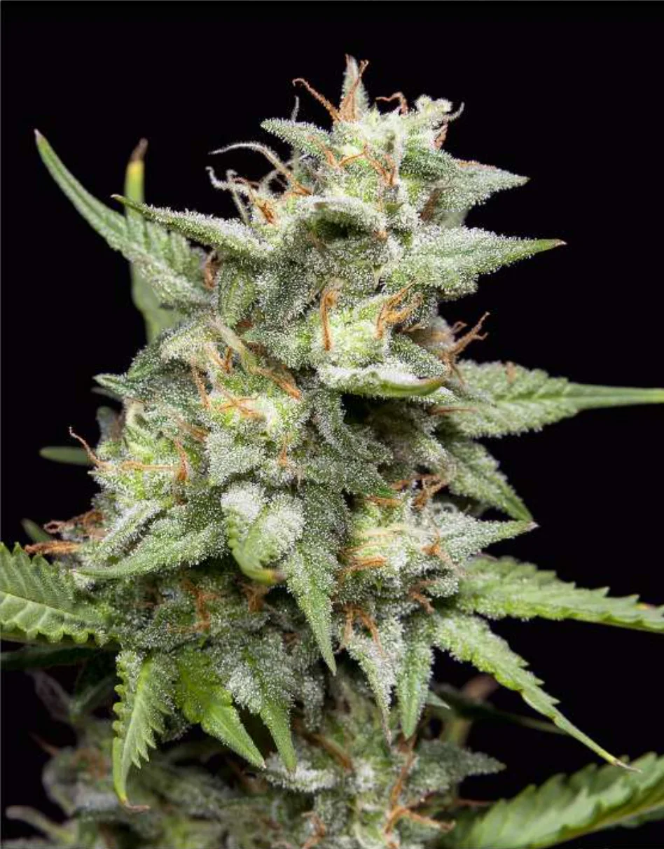 SHERBET Triploid Feminised Cannabis Seeds Satdica Bulk Seeds - Freedom ...