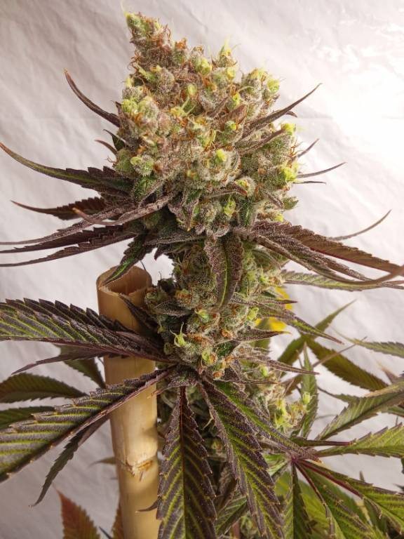 Alpha Dawg Feminised Seeds - Freedom of Seeds